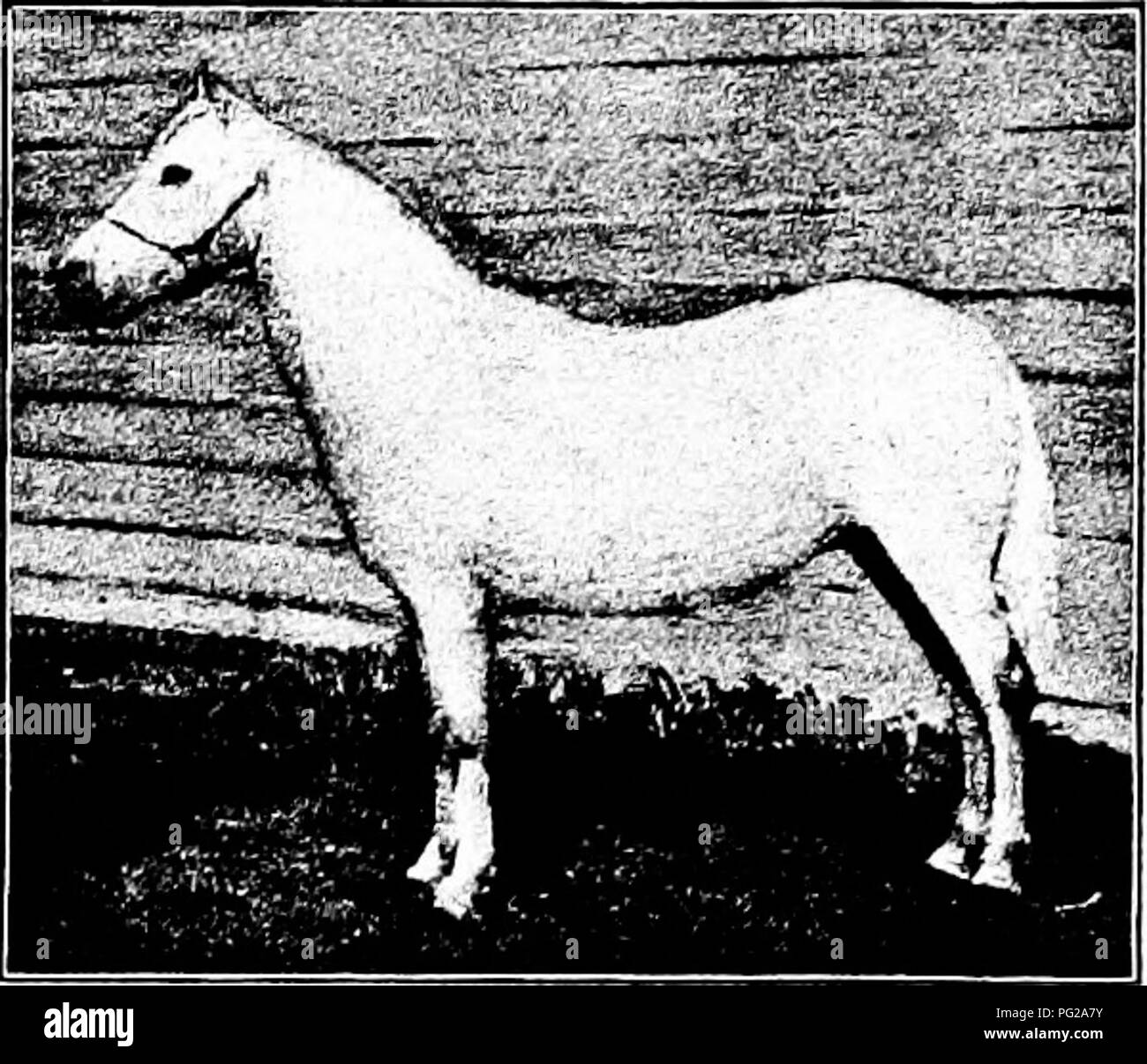 . Types and breeds of farm animals . Livestock. PONIES 147. these ...