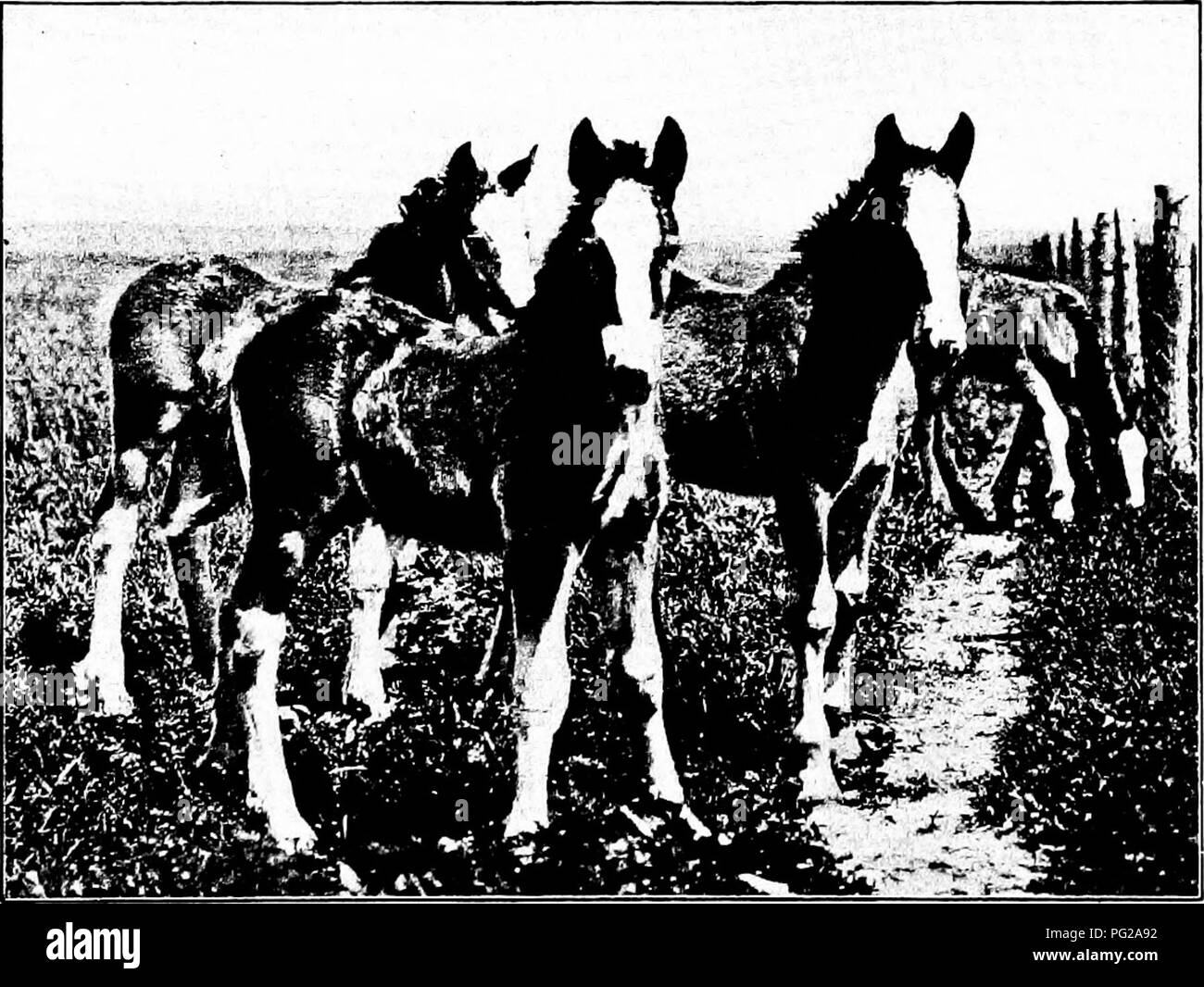 The text details various breeds of farm animals, with a focus on ...