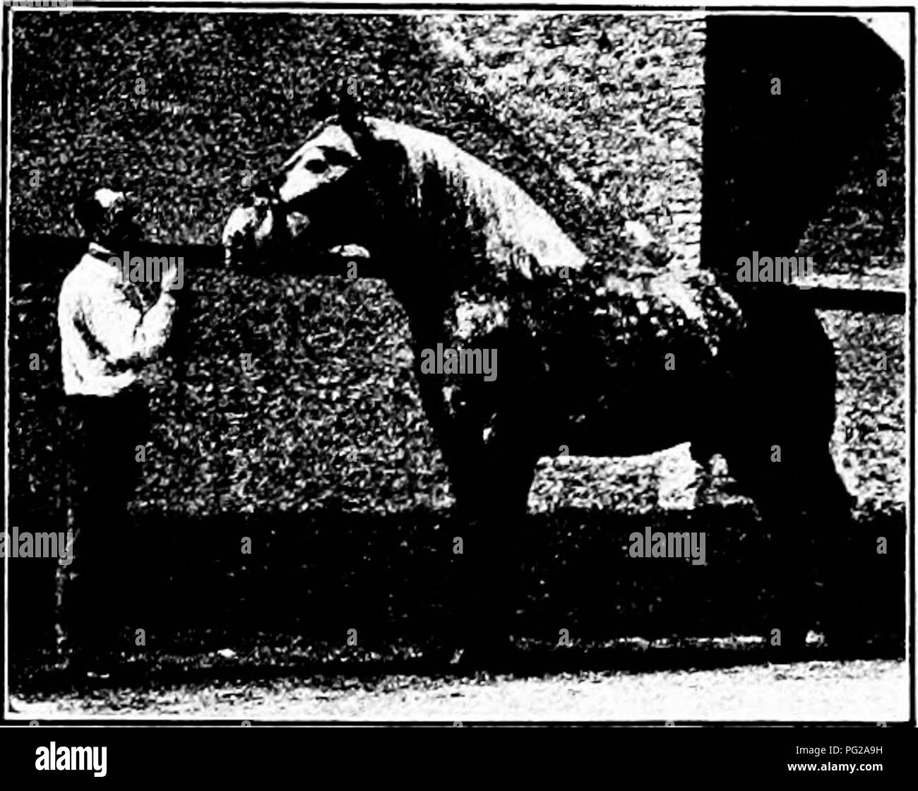 Percheron horses france hi-res stock photography and images - Alamy