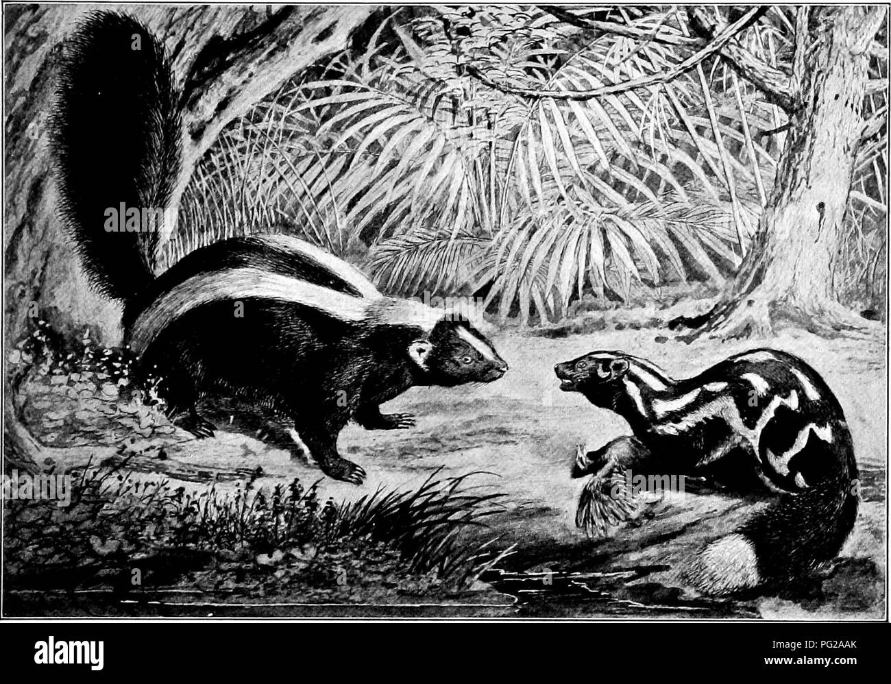 Wolverine animal with prey hi-res stock photography and images - Alamy