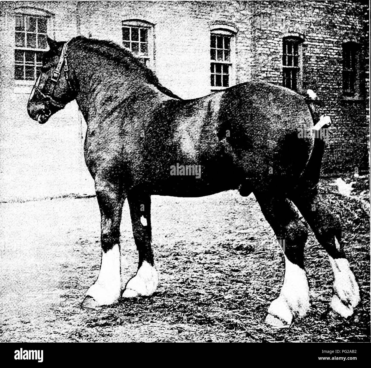 Draft breeds Black and White Stock Photos & Images - Alamy