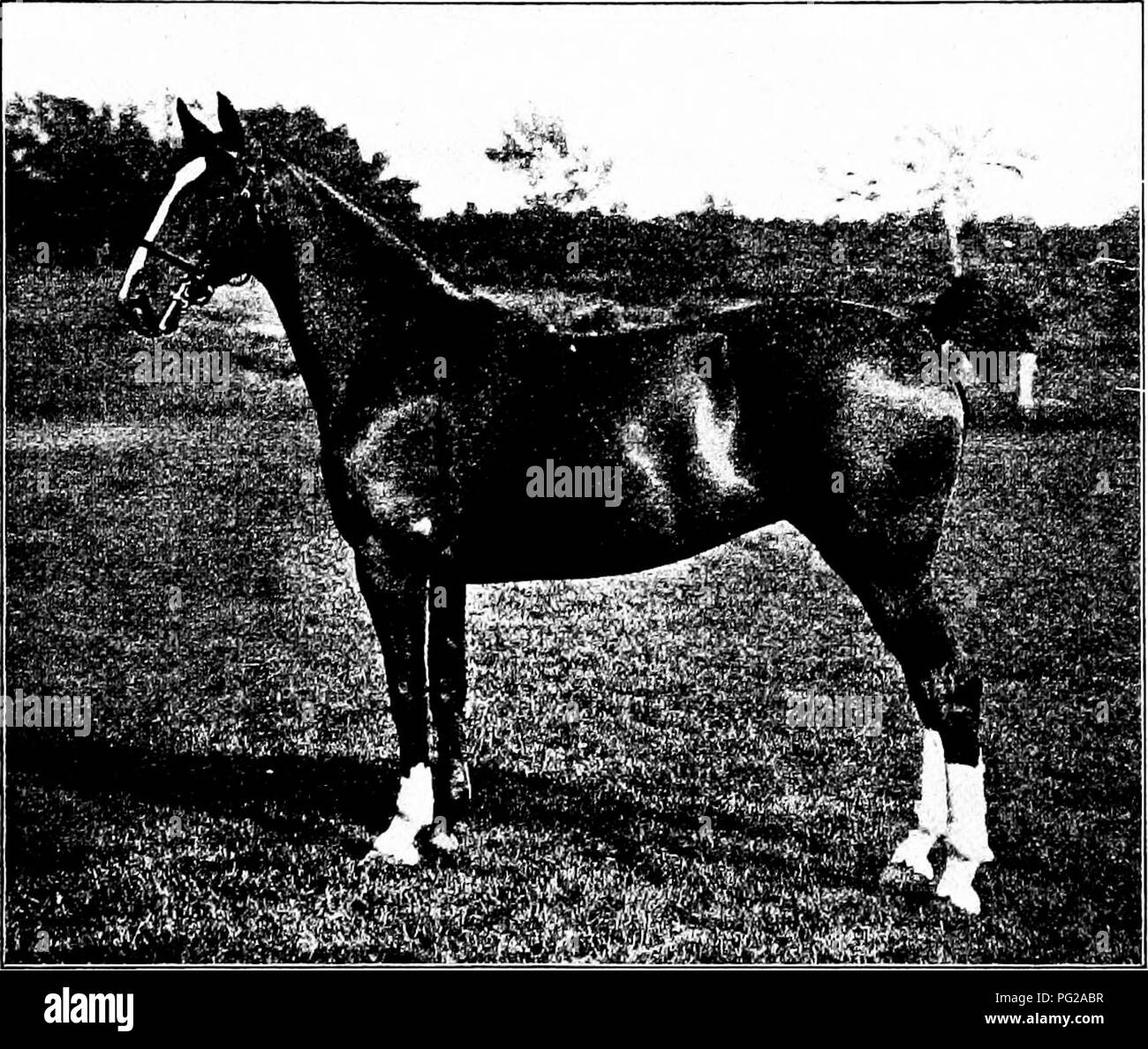 This reference on farm animals describes the Hackney breed, known for ...