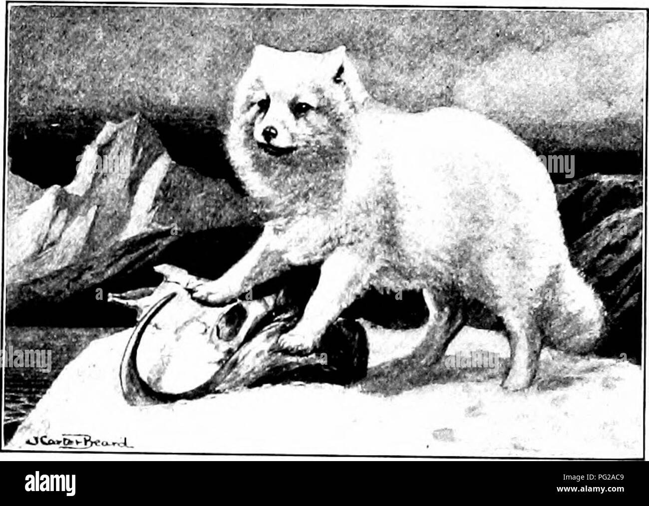 This image from *The American Natural History* presents an overview of ...