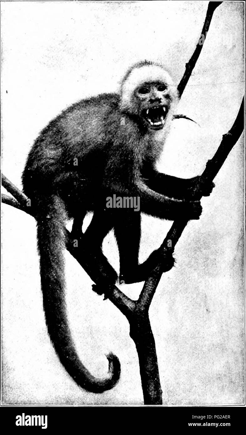 Dangerous baboon Black and White Stock Photos & Images - Alamy