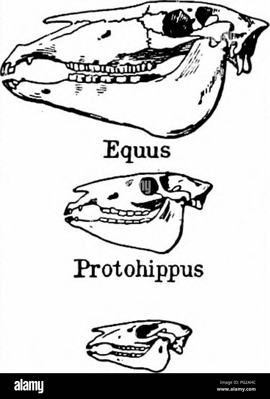 This text discusses the evolution of the prehistoric horse ...