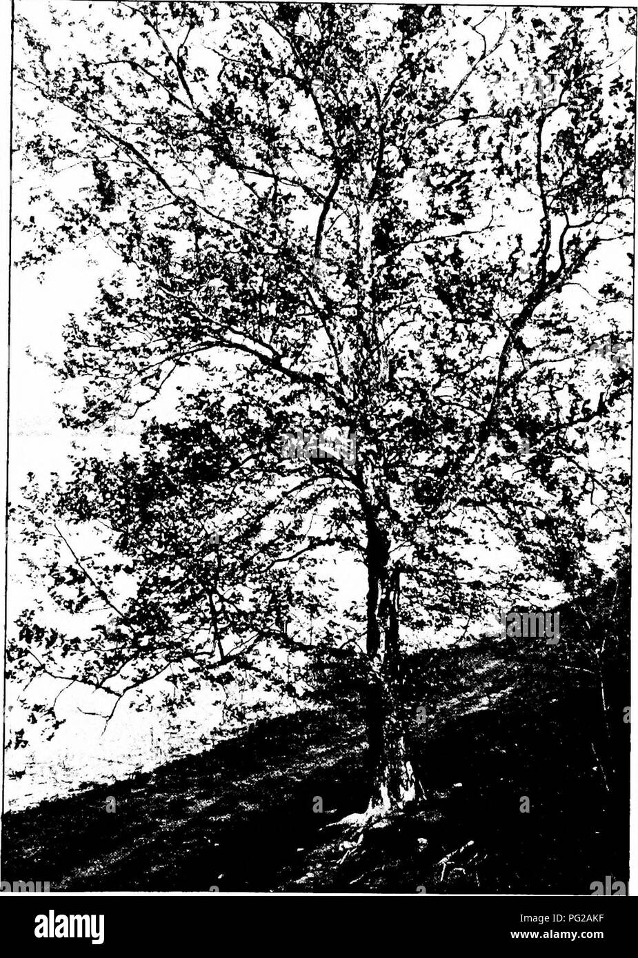 This study provides an introduction to the sycamore tree, also known as ...