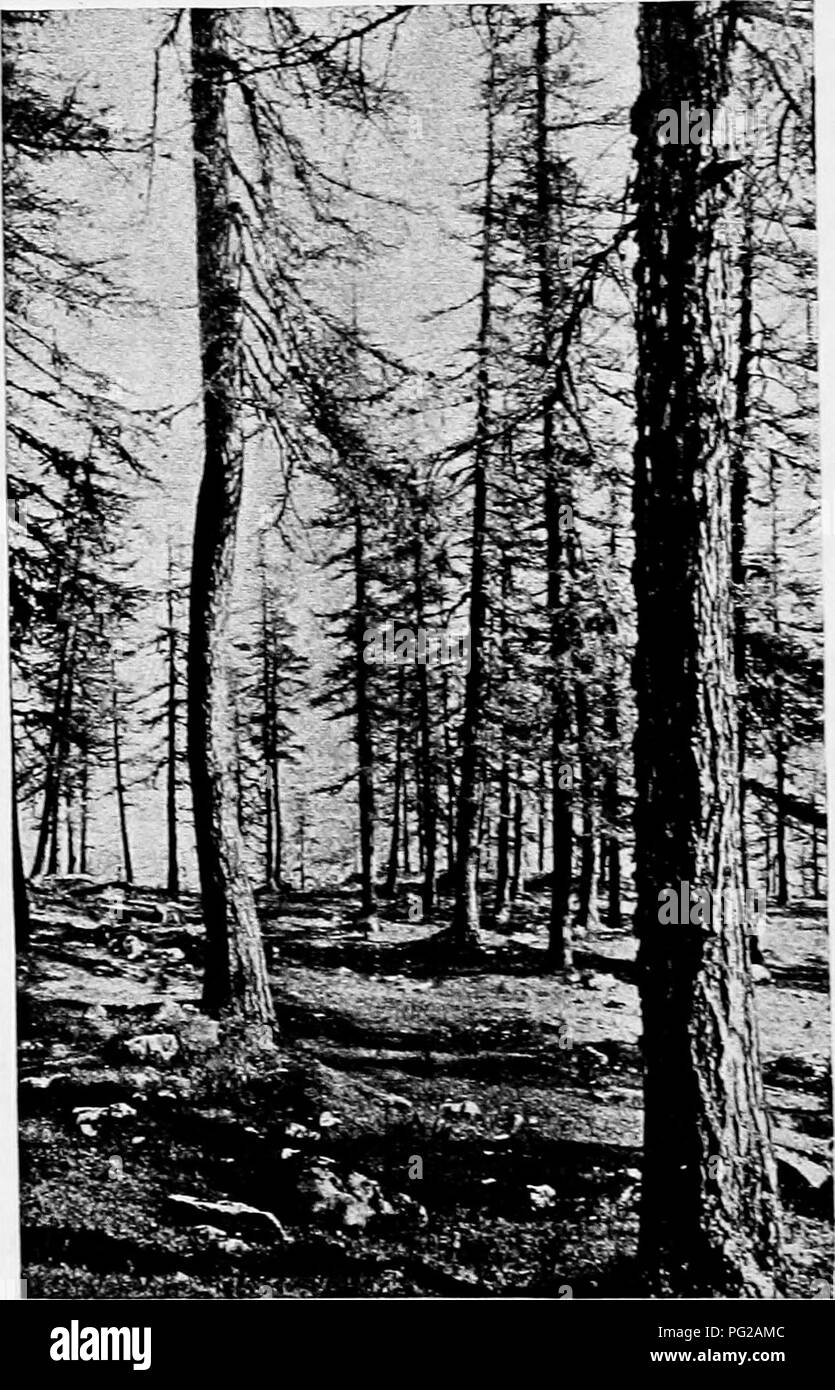 This study in French forestry explores the methods of natural ...