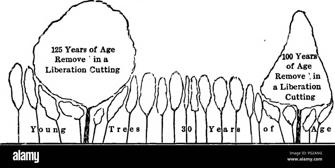 Girdling High Resolution Stock Photography and Images - Alamy
