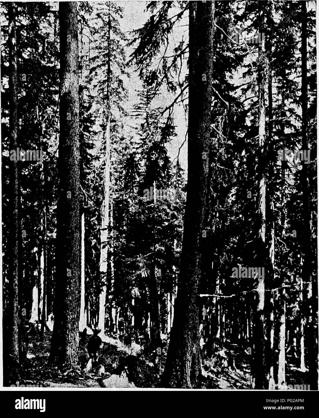 Beech in spruce forest Black and White Stock Photos & Images - Alamy
