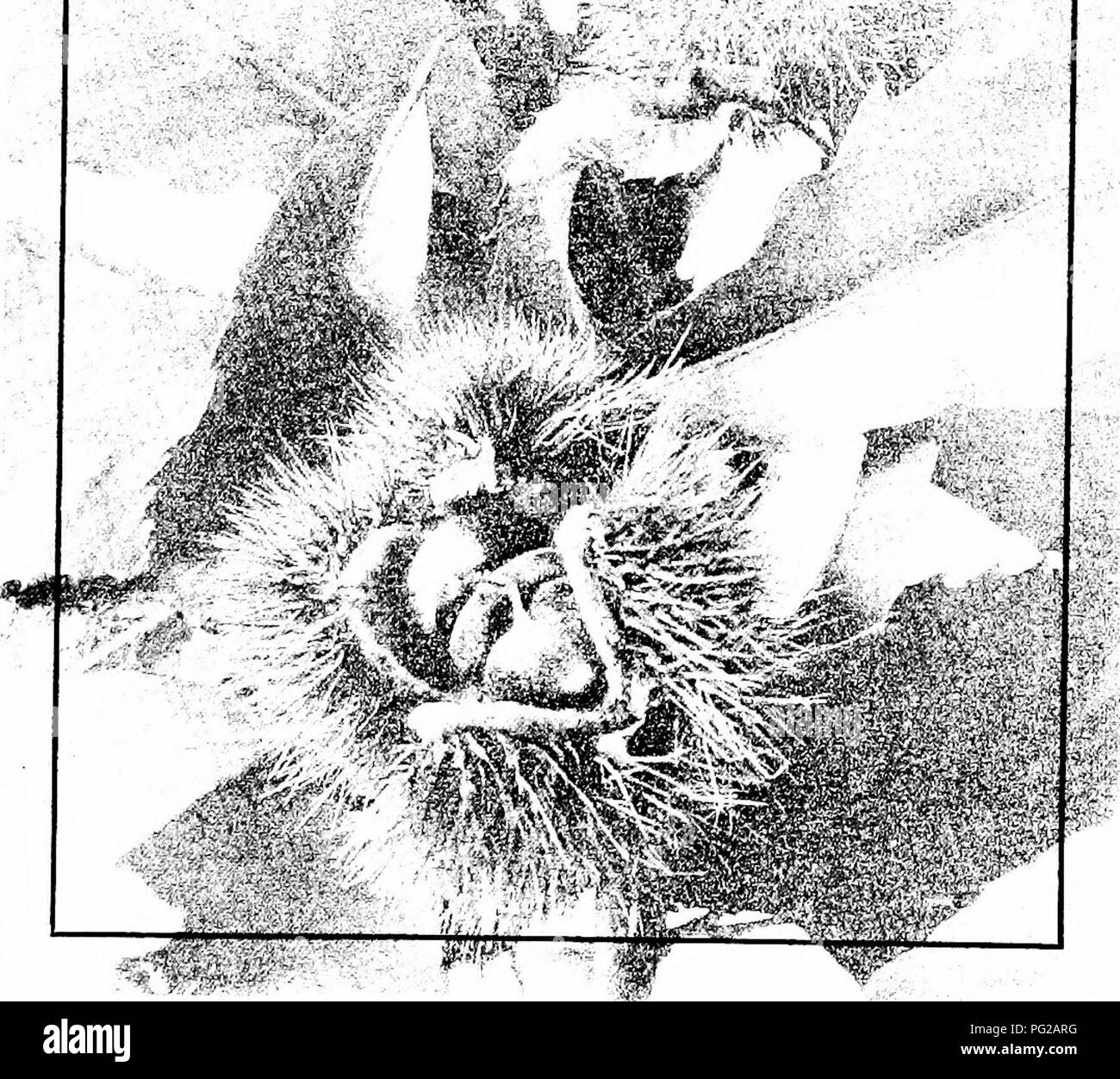 This guide provides an introduction to tree species, focusing on their ...