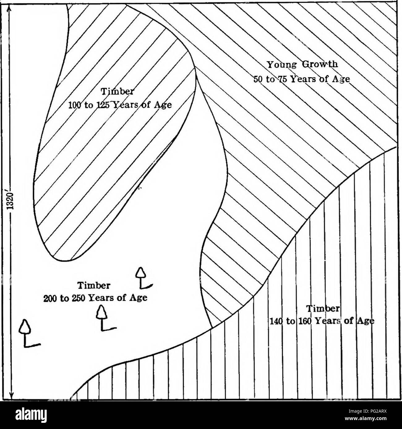 Stand valuable timber hi-res stock photography and images - Alamy