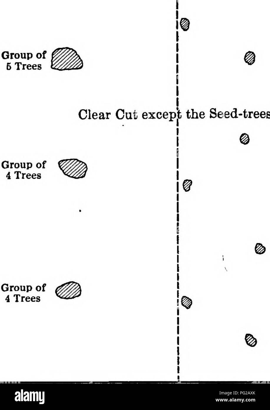This work discusses different methods of silviculture, focusing on seed ...