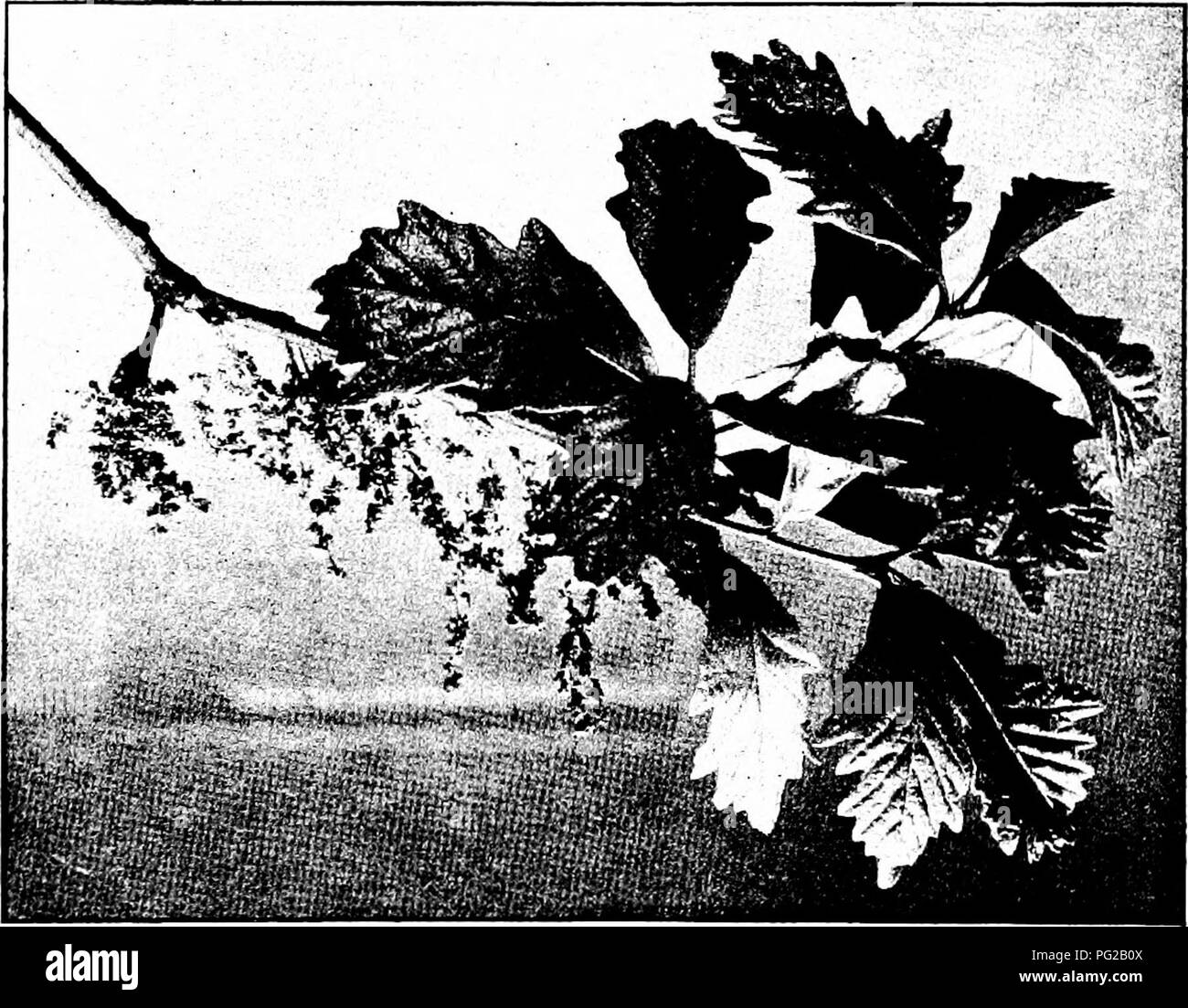 Stumpy Tree High Resolution Stock Photography and Images - Alamy