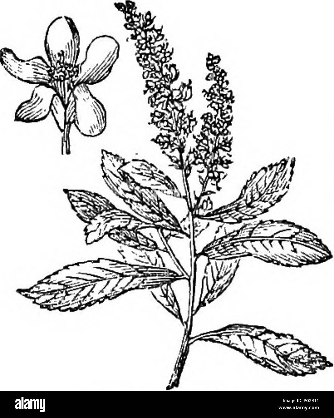 Stigma cells hi-res stock photography and images - Alamy