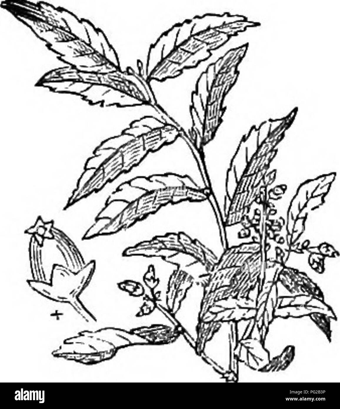 This concise guide to trees and shrubs of Britain covers both native ...