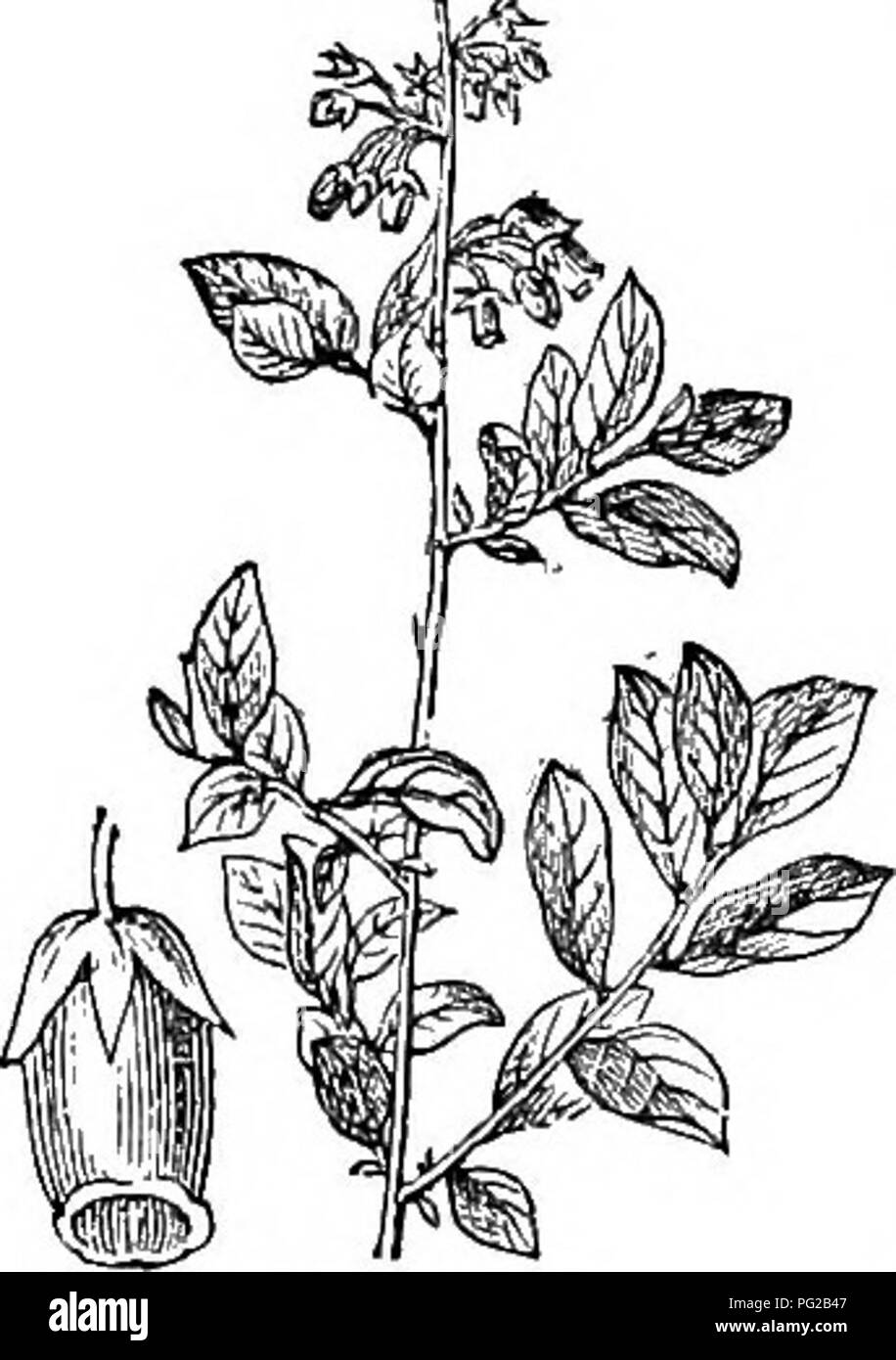 This work presents a detailed guide to the trees and shrubs of Britain ...