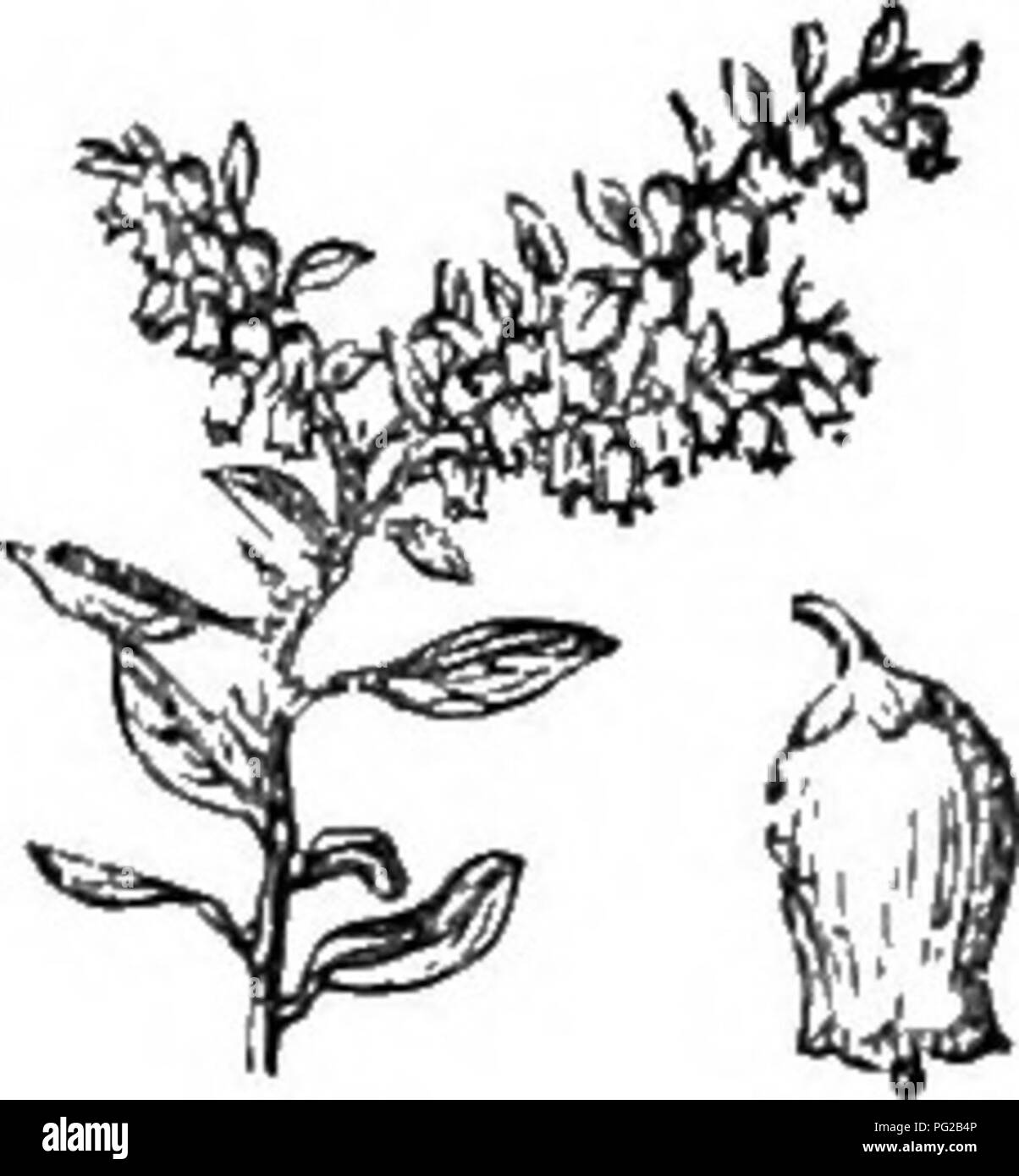 Erica shrubs Black and White Stock Photos & Images - Alamy
