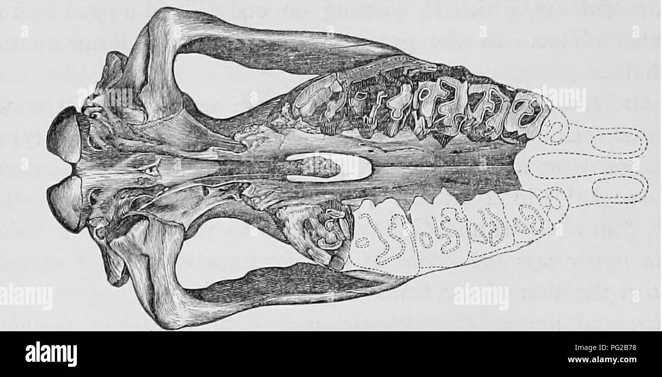 . Cope papers, 1871-[1897. Zoology; Paleontology. 771^ Extinct American ...