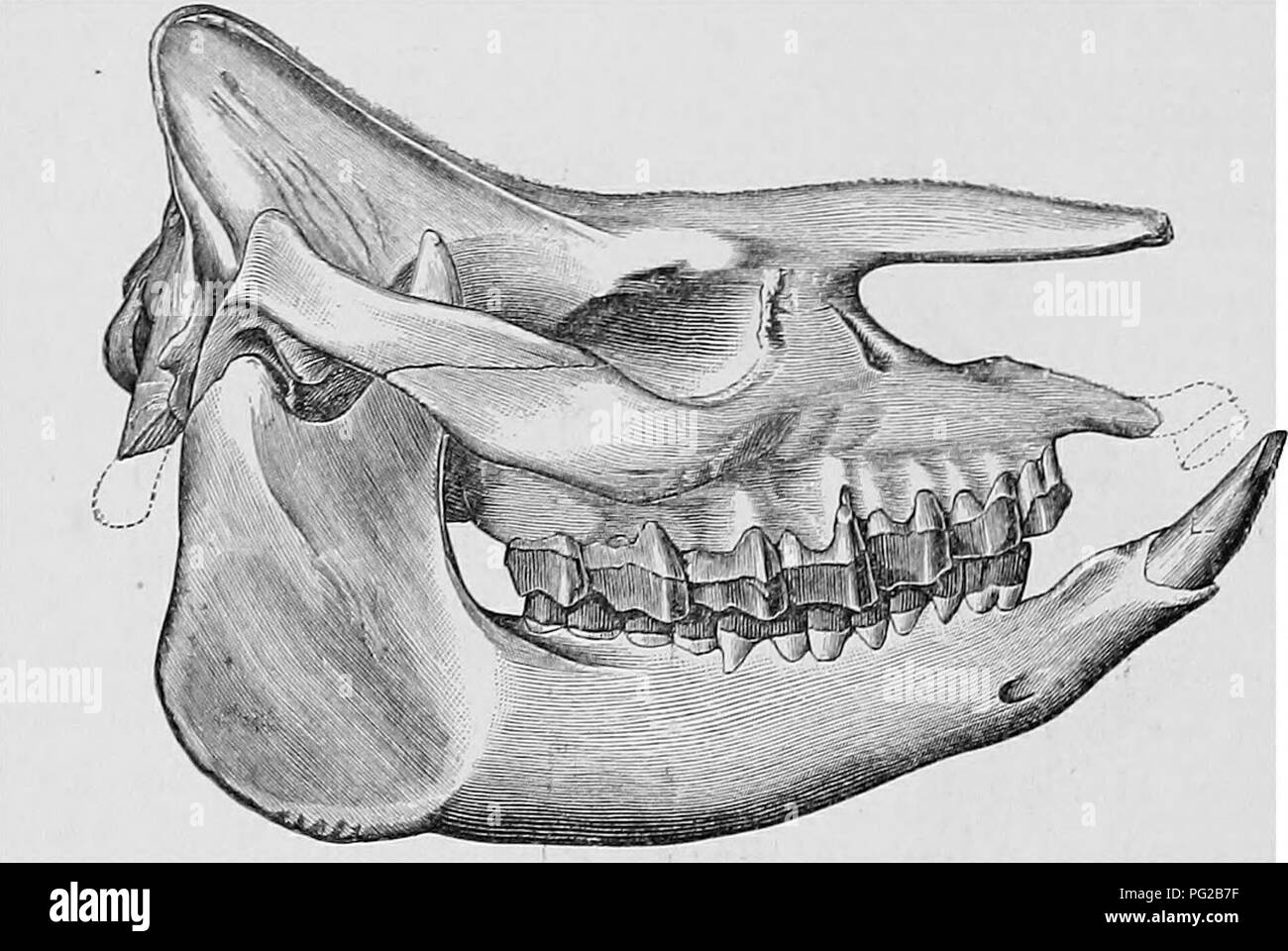 . Cope papers, 1871-[1897. Zoology; Paleontology. TJ^c Extinct American ...