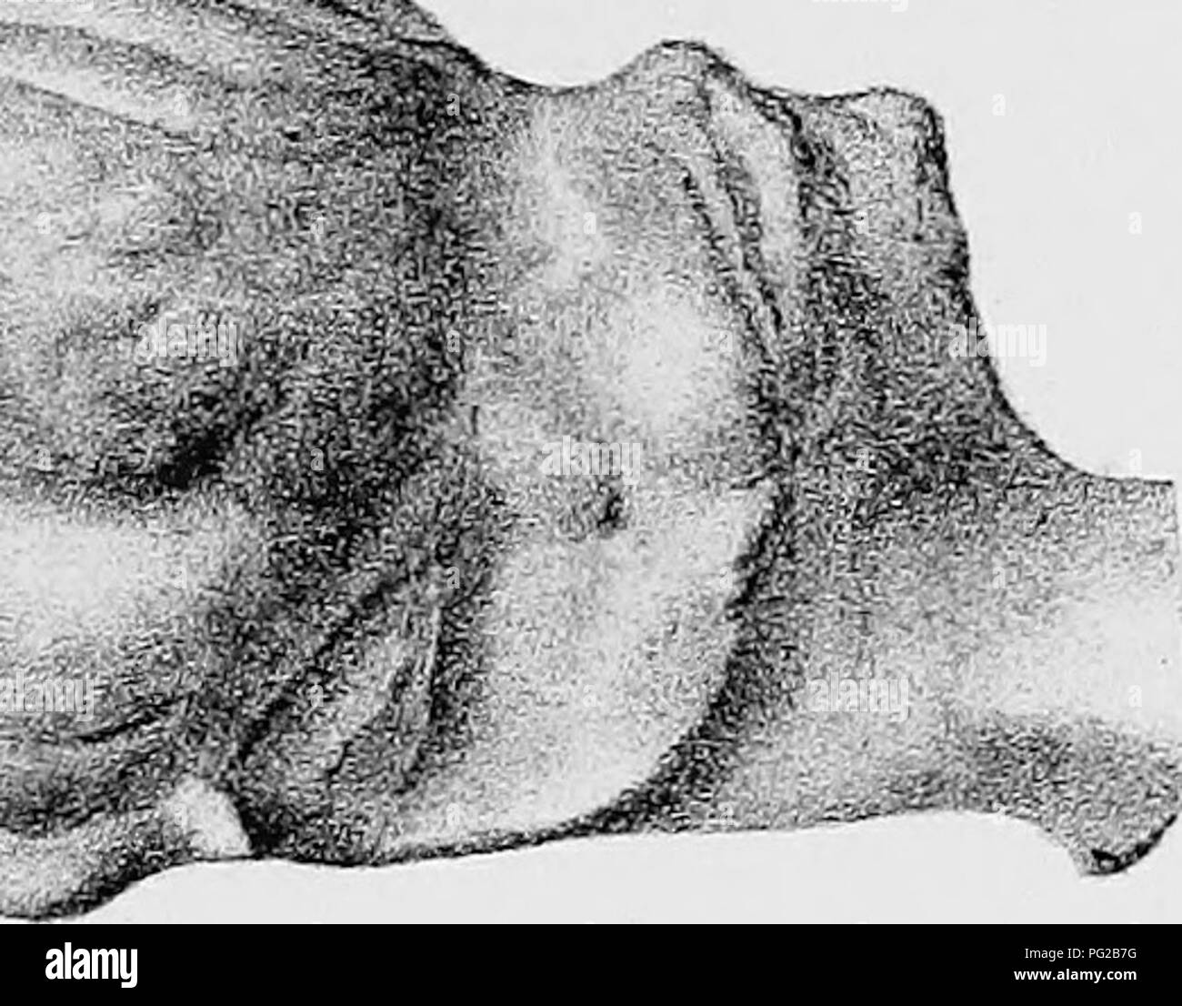 Edward drinker cope hi-res stock photography and images - Alamy