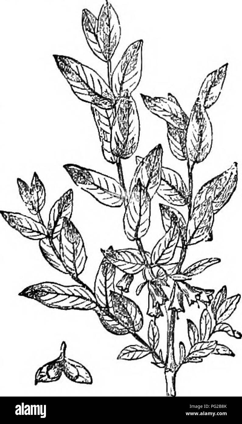 This concise guide provides descriptions of hardy trees and shrubs from ...