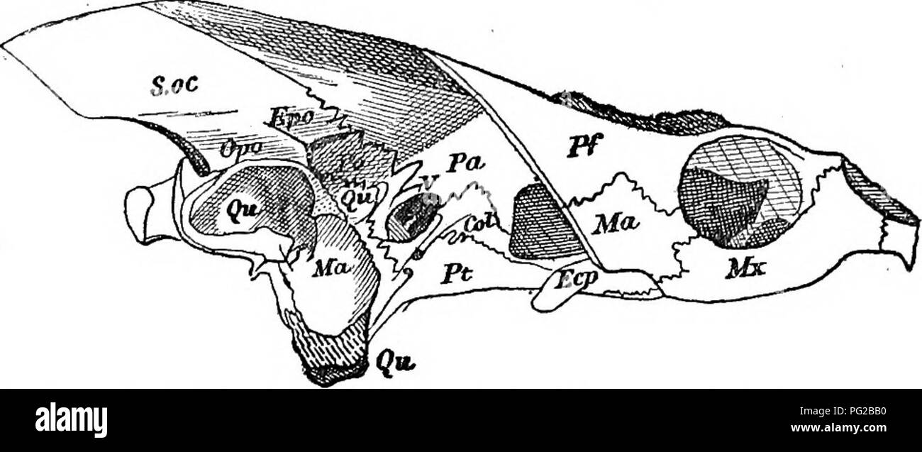 This collection of papers in zoology and paleontology includes studies ...