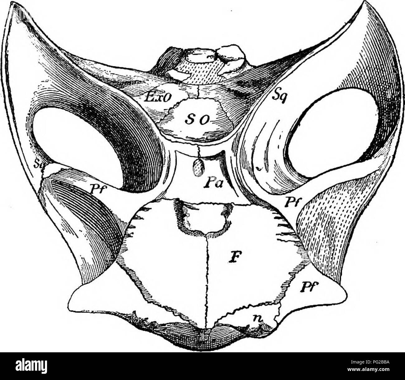 A collection of papers from Edward Drinker Cope, a renowned zoologist ...