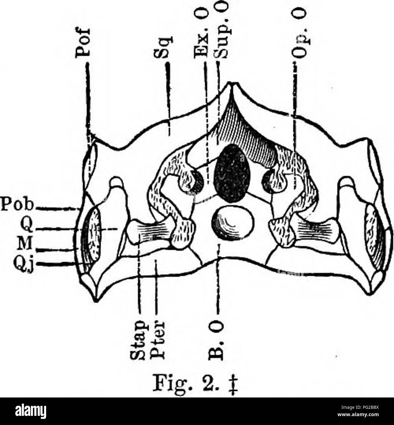 The Cope Papers document the study of zoology and paleontology ...