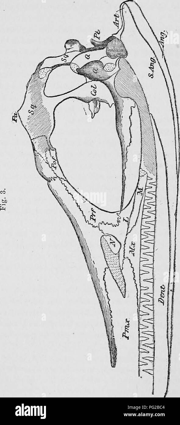 The Cope papers, documenting the zoological and paleontological ...