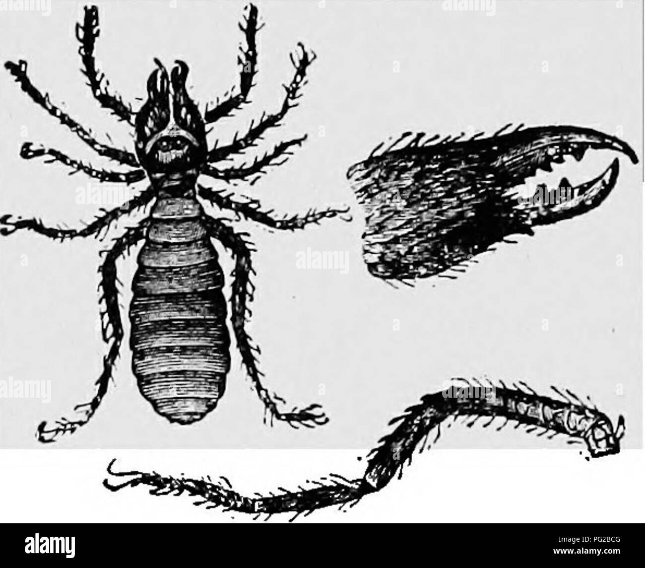 Long leg spines hi-res stock photography and images - Alamy