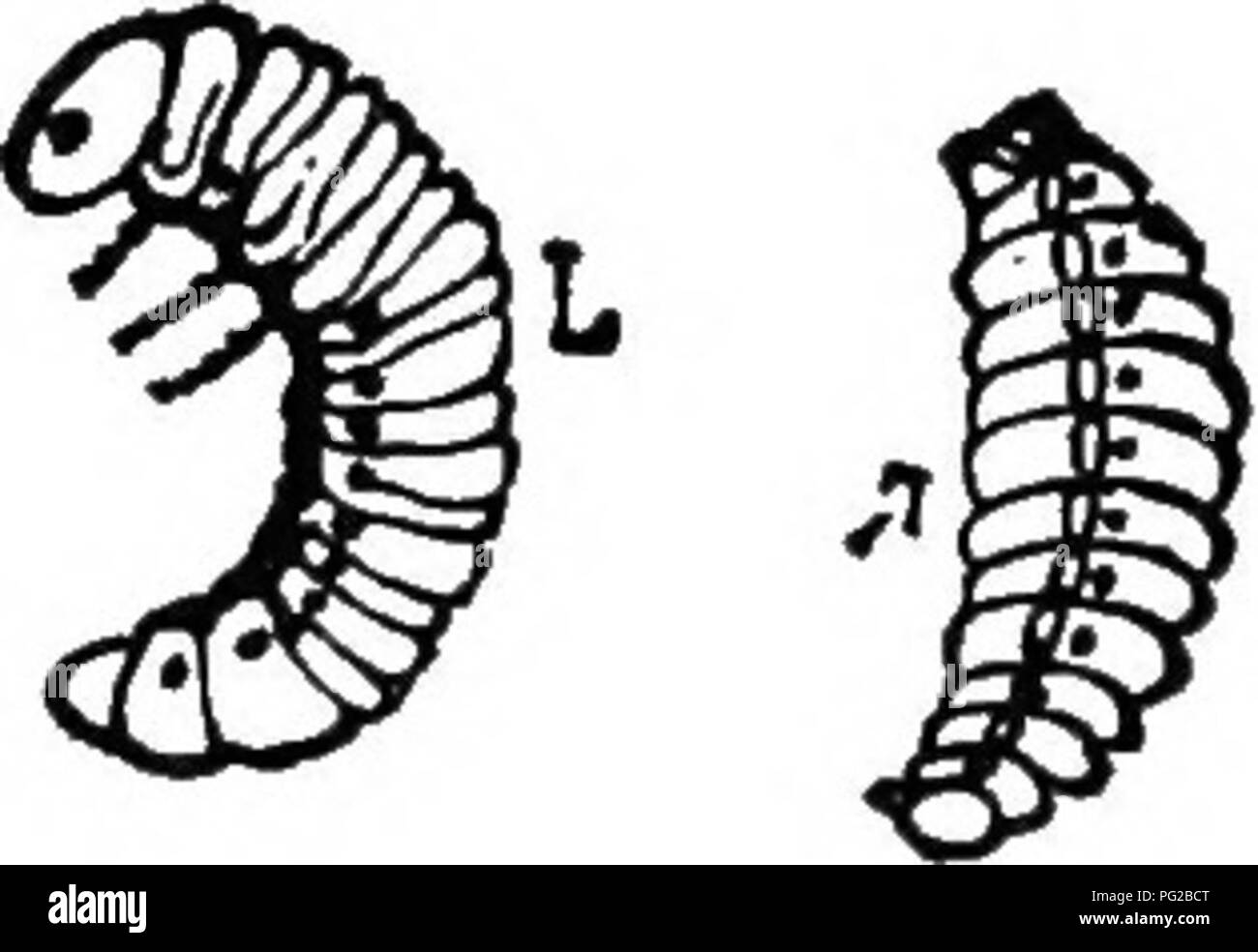 Blister beetle bee Black and White Stock Photos & Images - Alamy