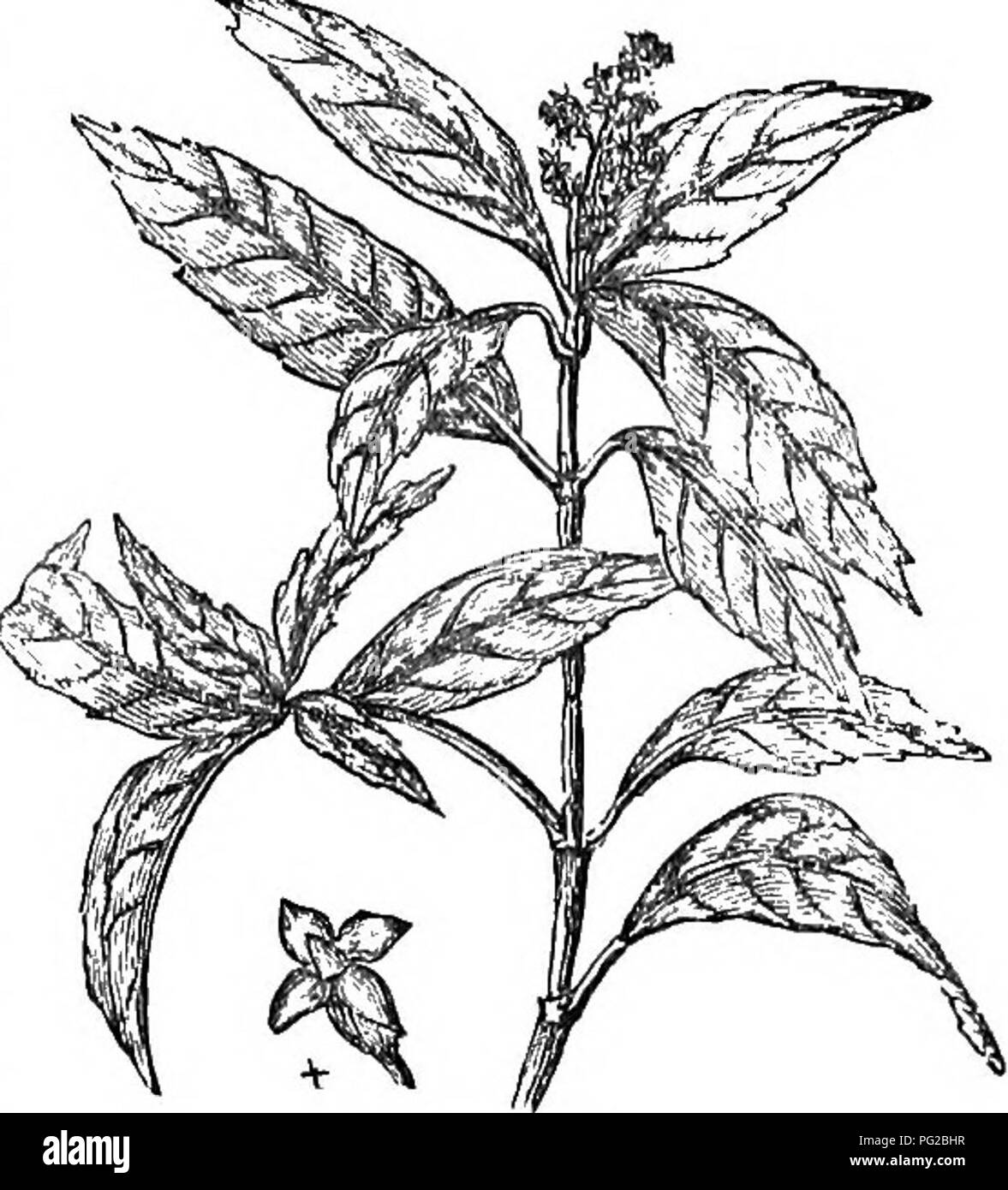 . Trees and shrubs : an abridgment of the Arboretum et fruticetum ...