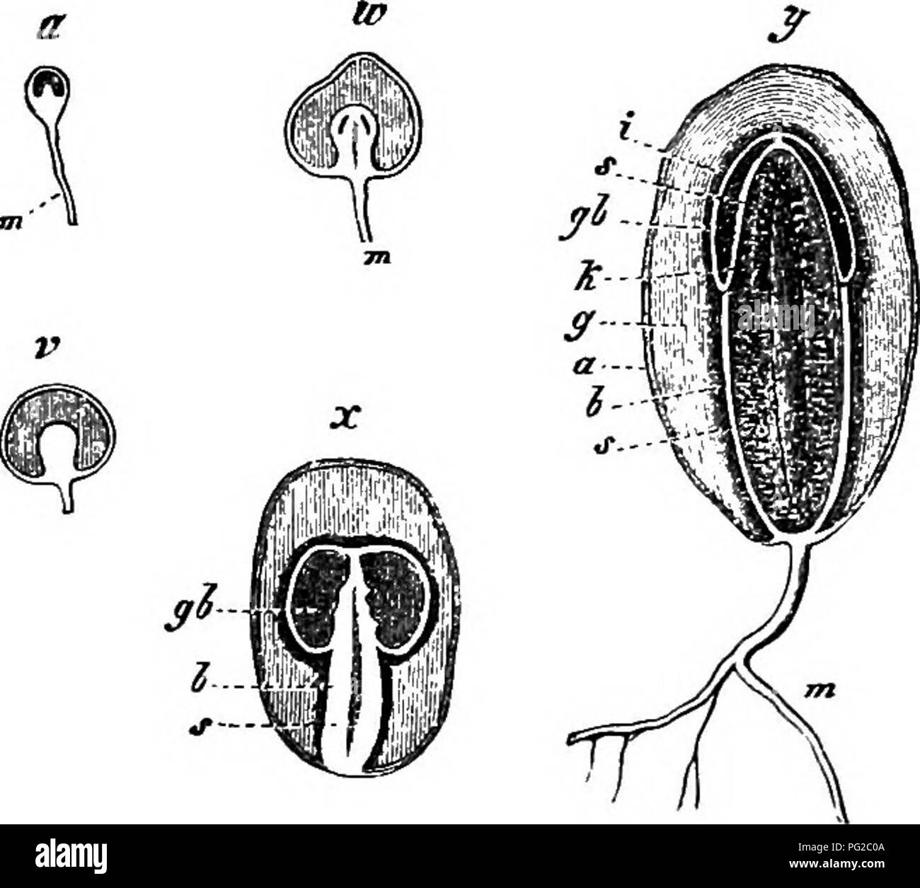 Other portion of plant hi-res stock photography and images - Alamy