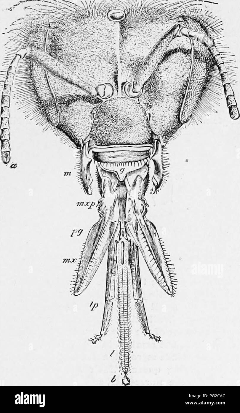 Tongue mandibles hi-res stock photography and images - Alamy