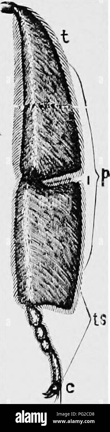 This guide on beekeeping covers various aspects of bee culture ...