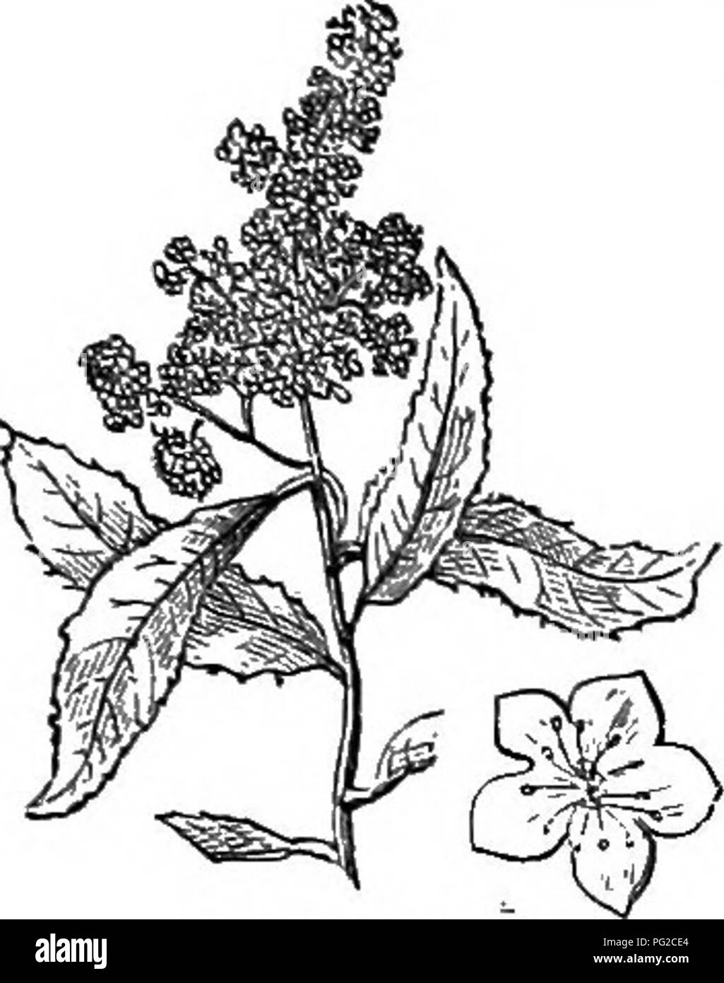 Acute leaves Black and White Stock Photos & Images - Alamy