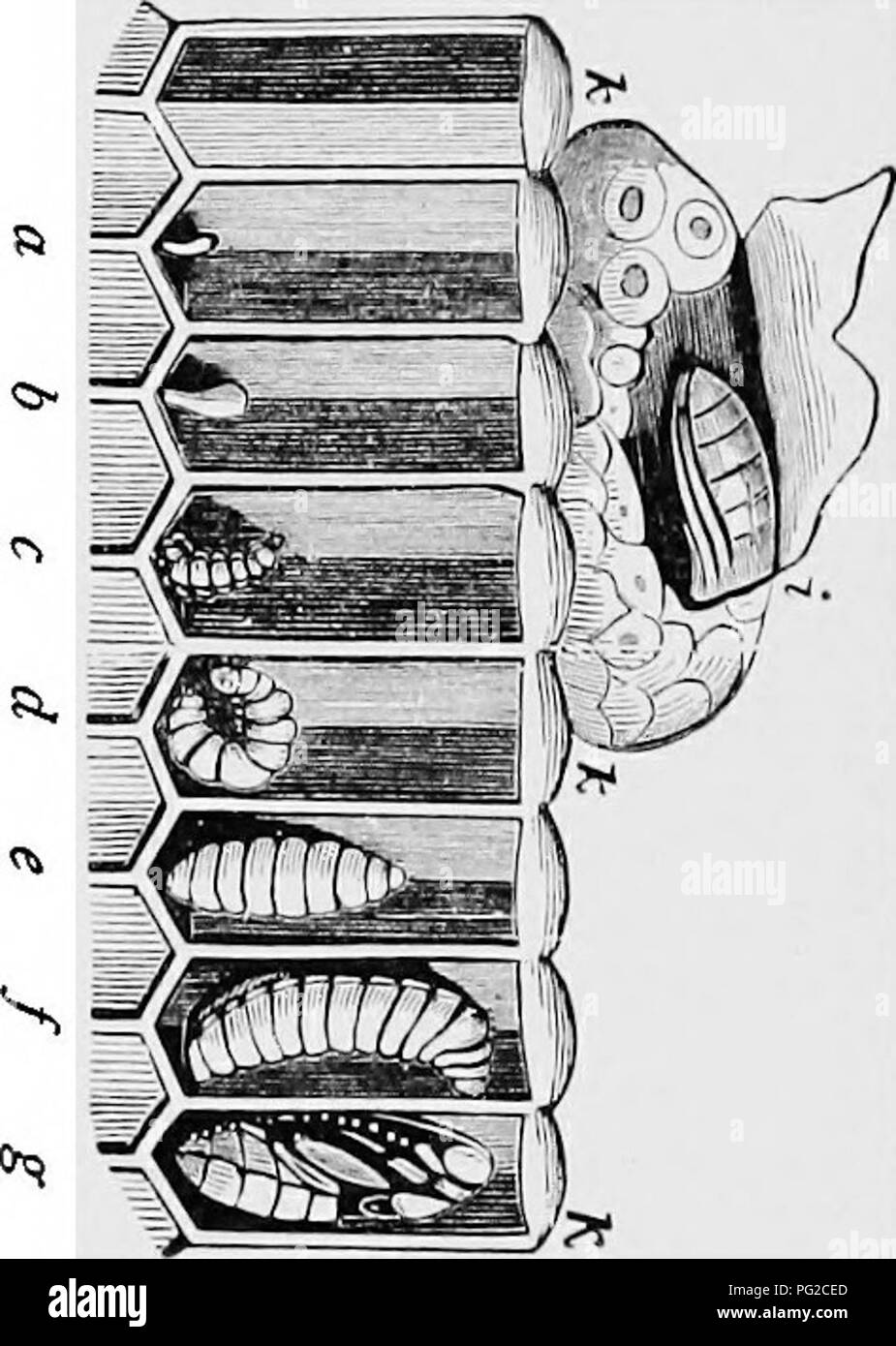 A bird like a bee Black and White Stock Photos & Images - Alamy