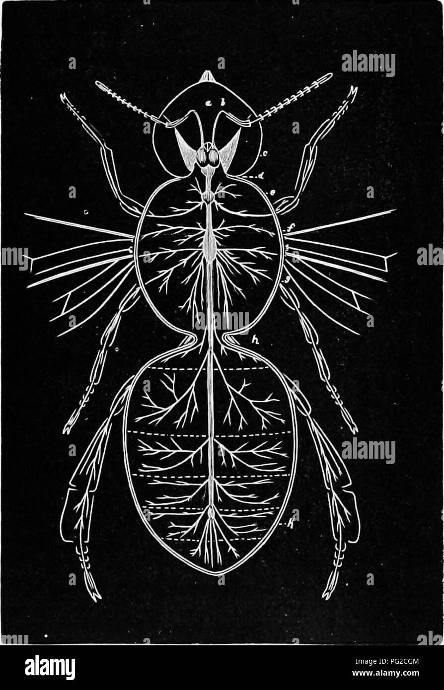 This guide provides a detailed overview of bee biology, focusing on the ...