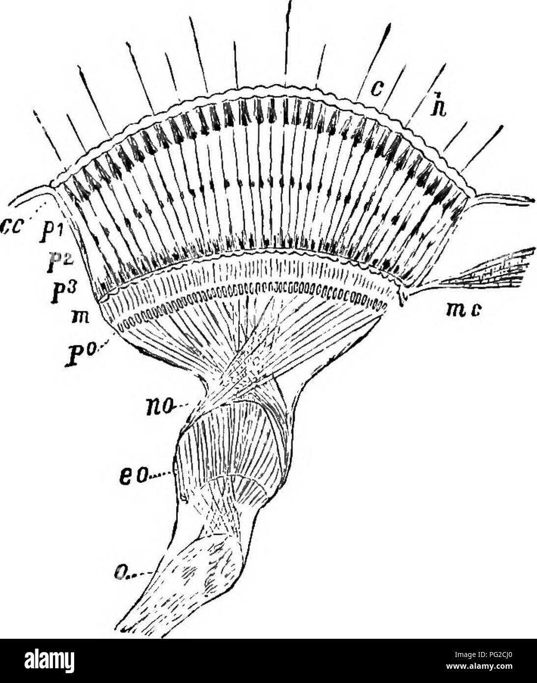 This guide for beekeepers provides detailed information on the anatomy ...