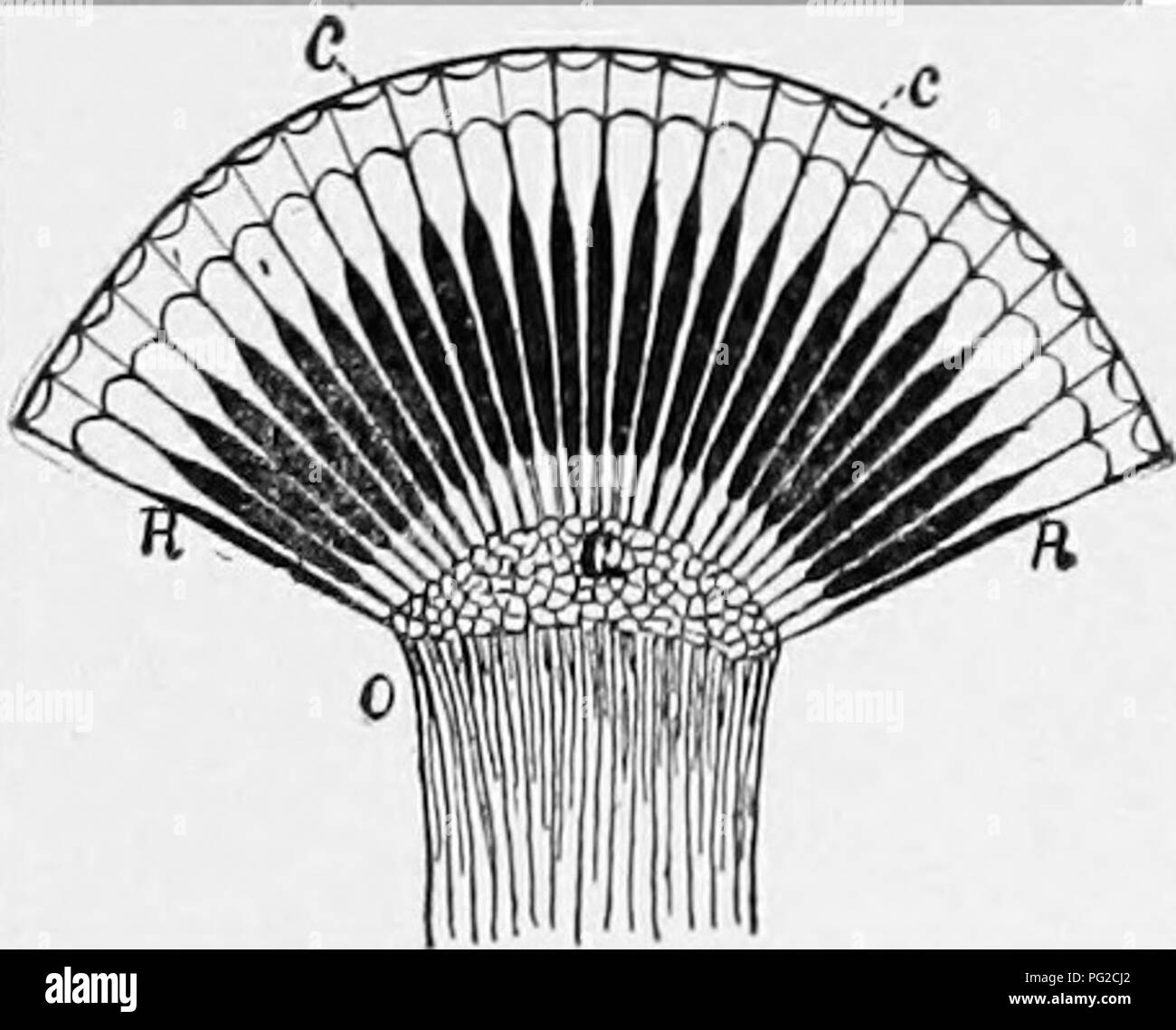 Innaeus hi-res stock photography and images - Alamy