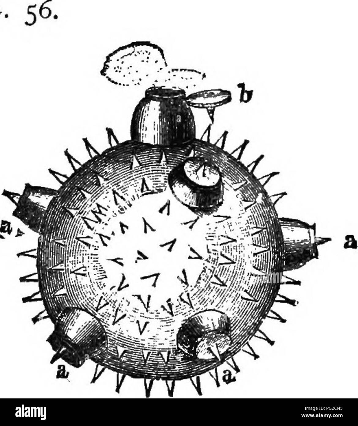 Pollen balls Black and White Stock Photos & Images - Alamy