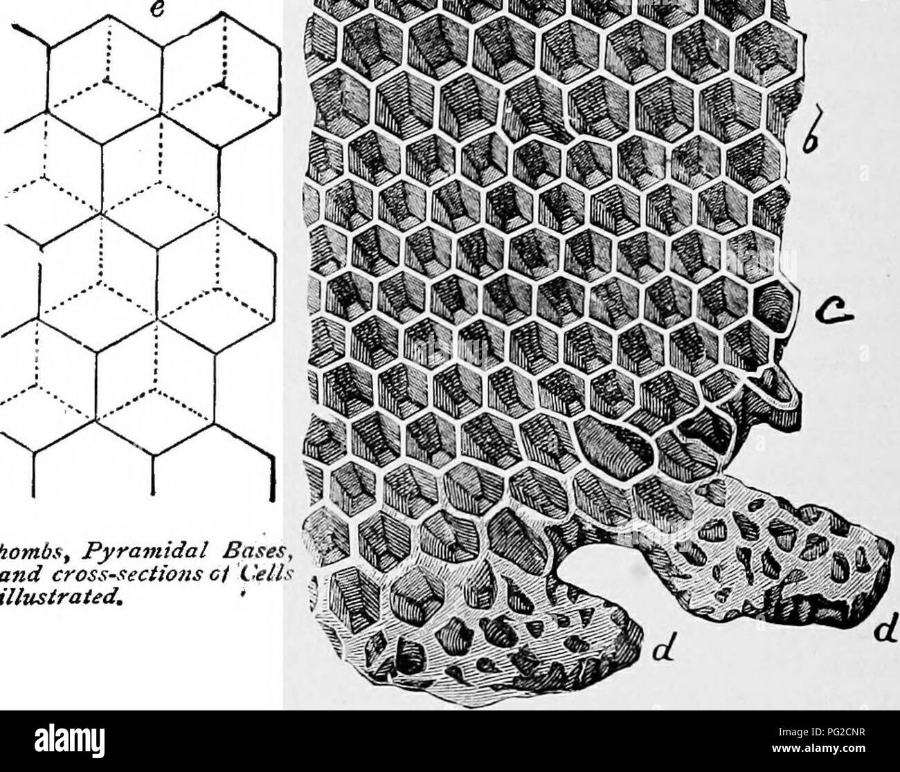 The guide provides detailed information on beekeeping, focusing on the ...