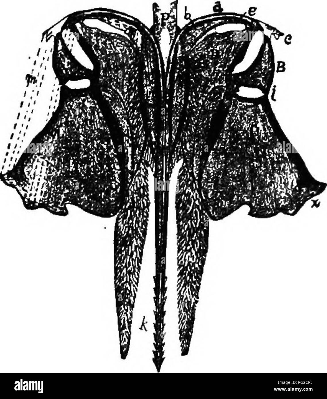 This illustration from a bee-keeping manual explains the anatomy of a ...