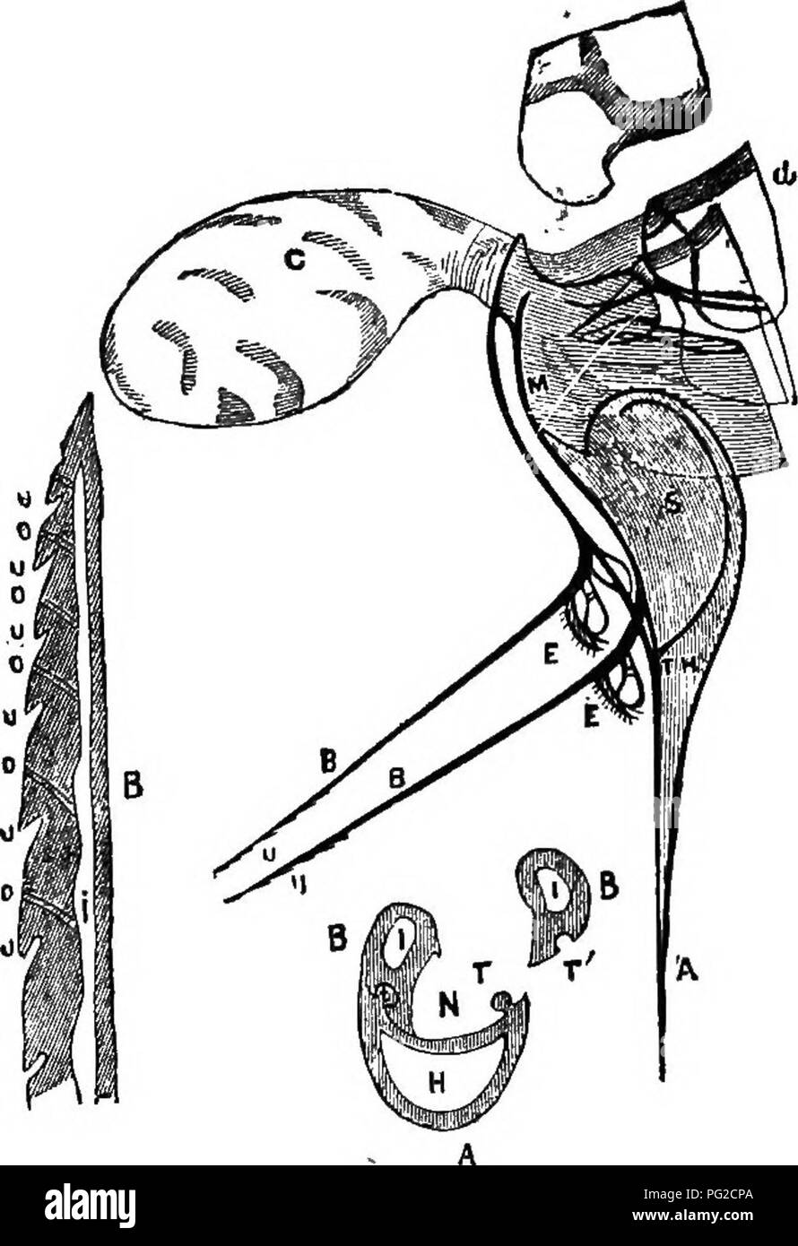 Stinging awl hi-res stock photography and images - Alamy