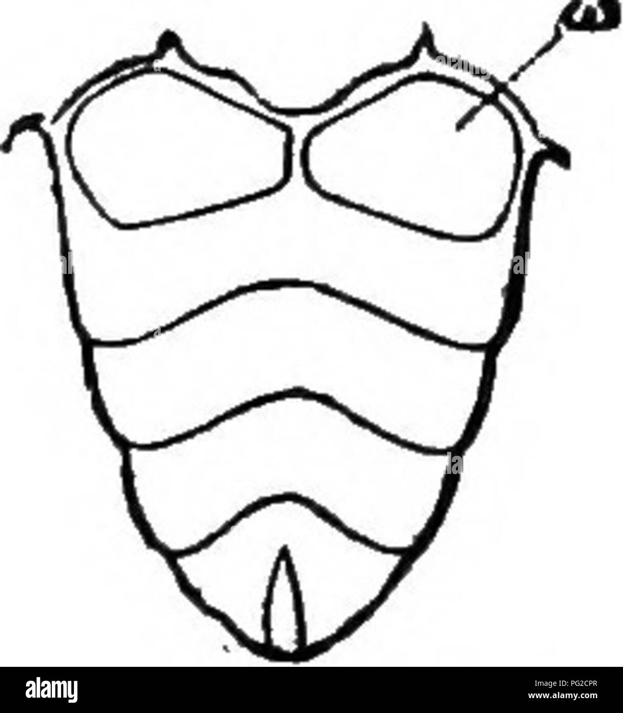 This guide provides practical instructions for beekeepers, covering bee ...