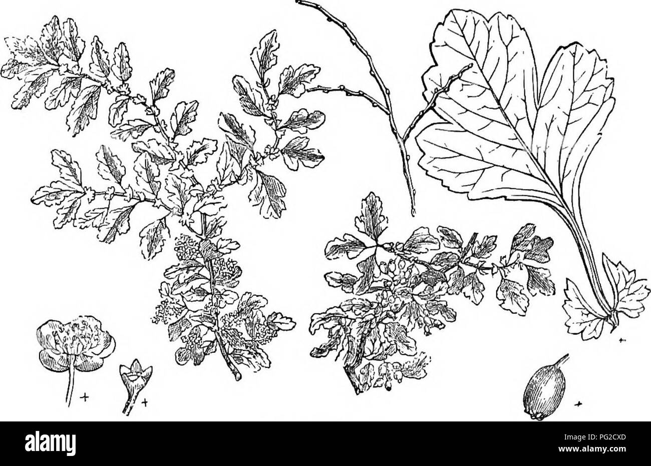 A comprehensive guide to the hardy trees and shrubs of Britain, both ...