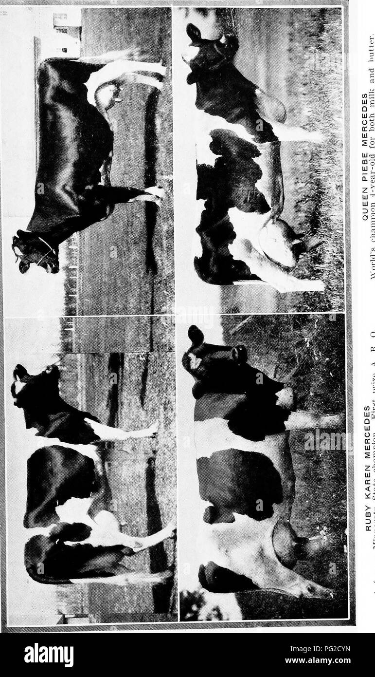 This image depicts dairy cattle being fed, emphasizing livestock ...