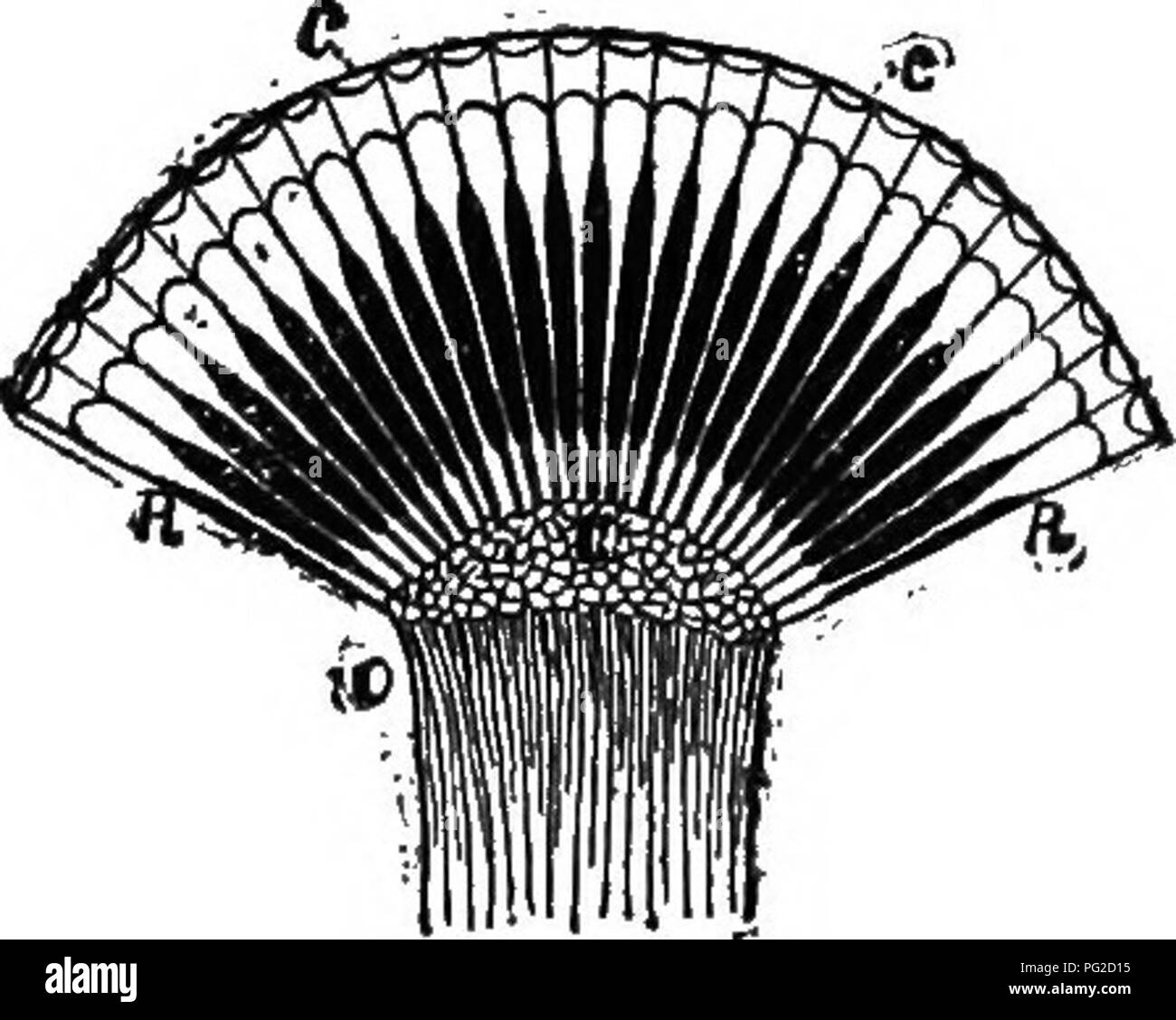 Bee vision Black and White Stock Photos & Images - Alamy