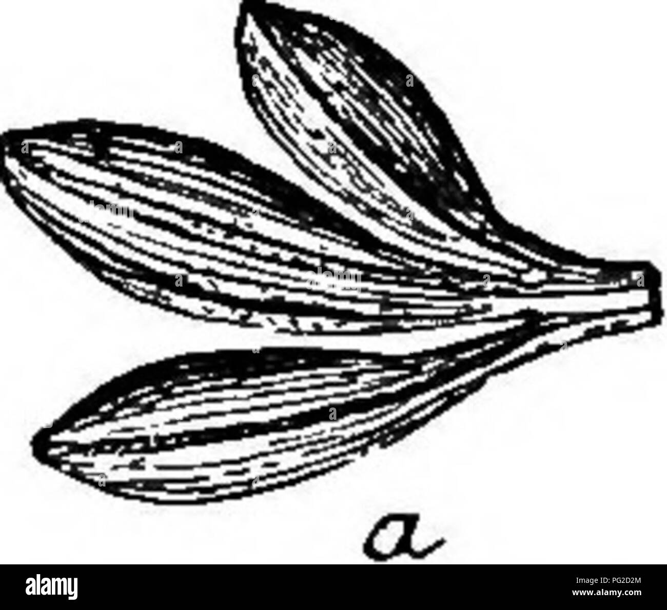 Dawson formation hi-res stock photography and images - Alamy