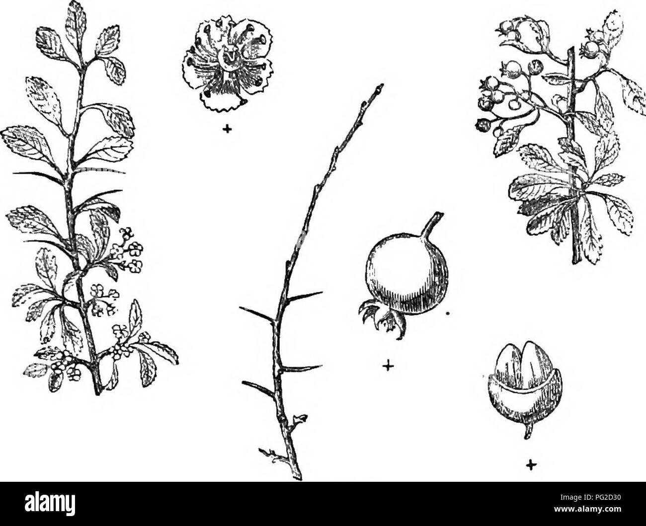 June uk field Cut Out Stock Images & Pictures - Alamy